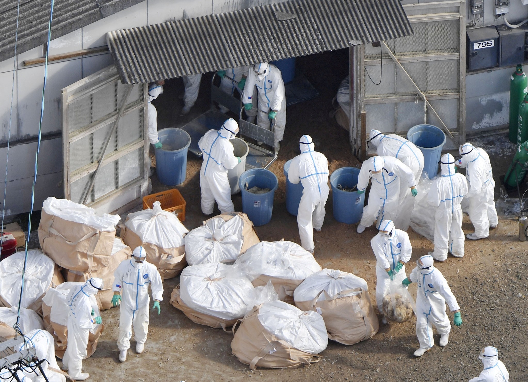 South Korea Culls 26 Million Chickens To Contain Bird Flu Outbreak
