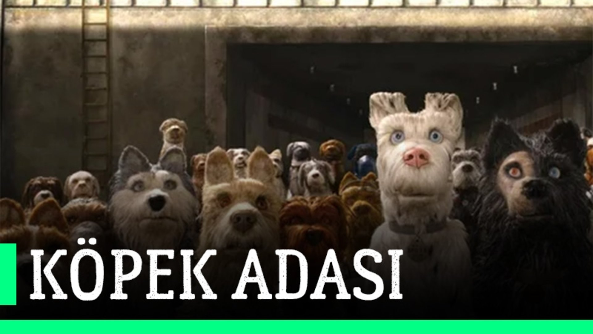Köpek Adası Film Fragmanı | Isle of Dogs Trailer | Turkuvapp