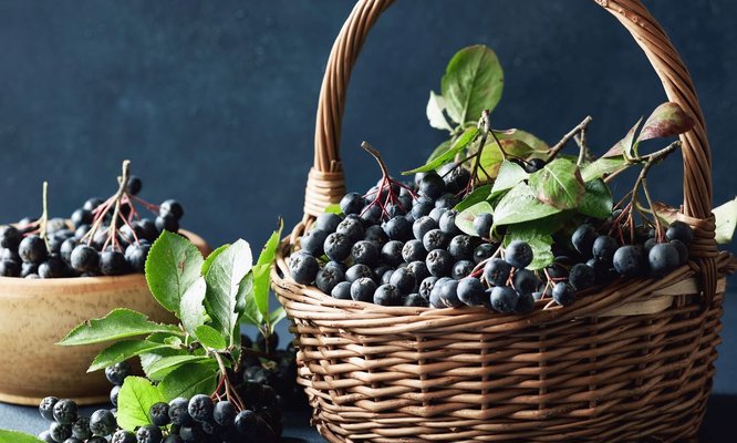 Aronya, dekardan 60 bin TL gelir sağlıyor - Para Dergi