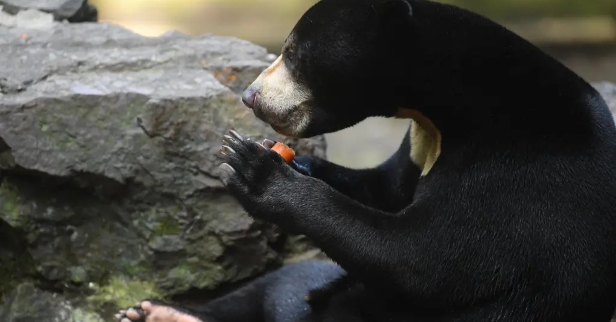 Sun bear radiates joy at Hangzhou Zoo
