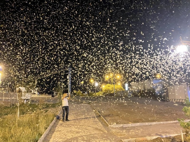 Millions of mayflies cover historical bridge with death flight